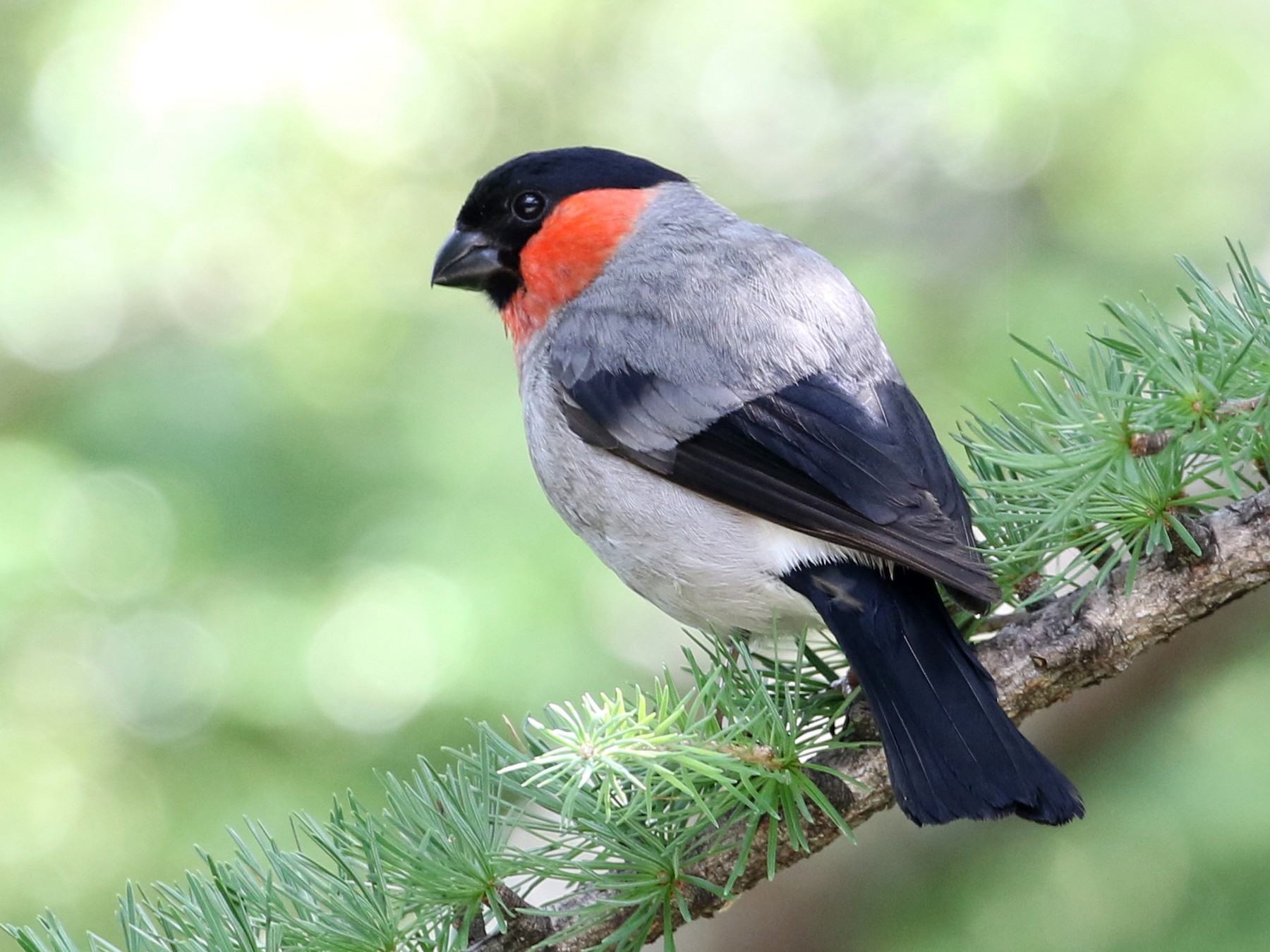 Eurasian Bullfinch - eBird