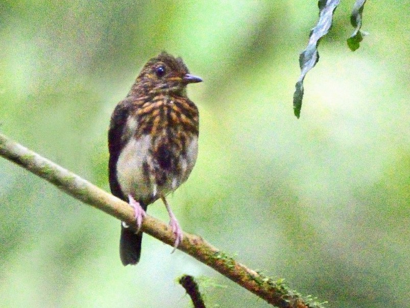 Fire-crested Alethe - eBird