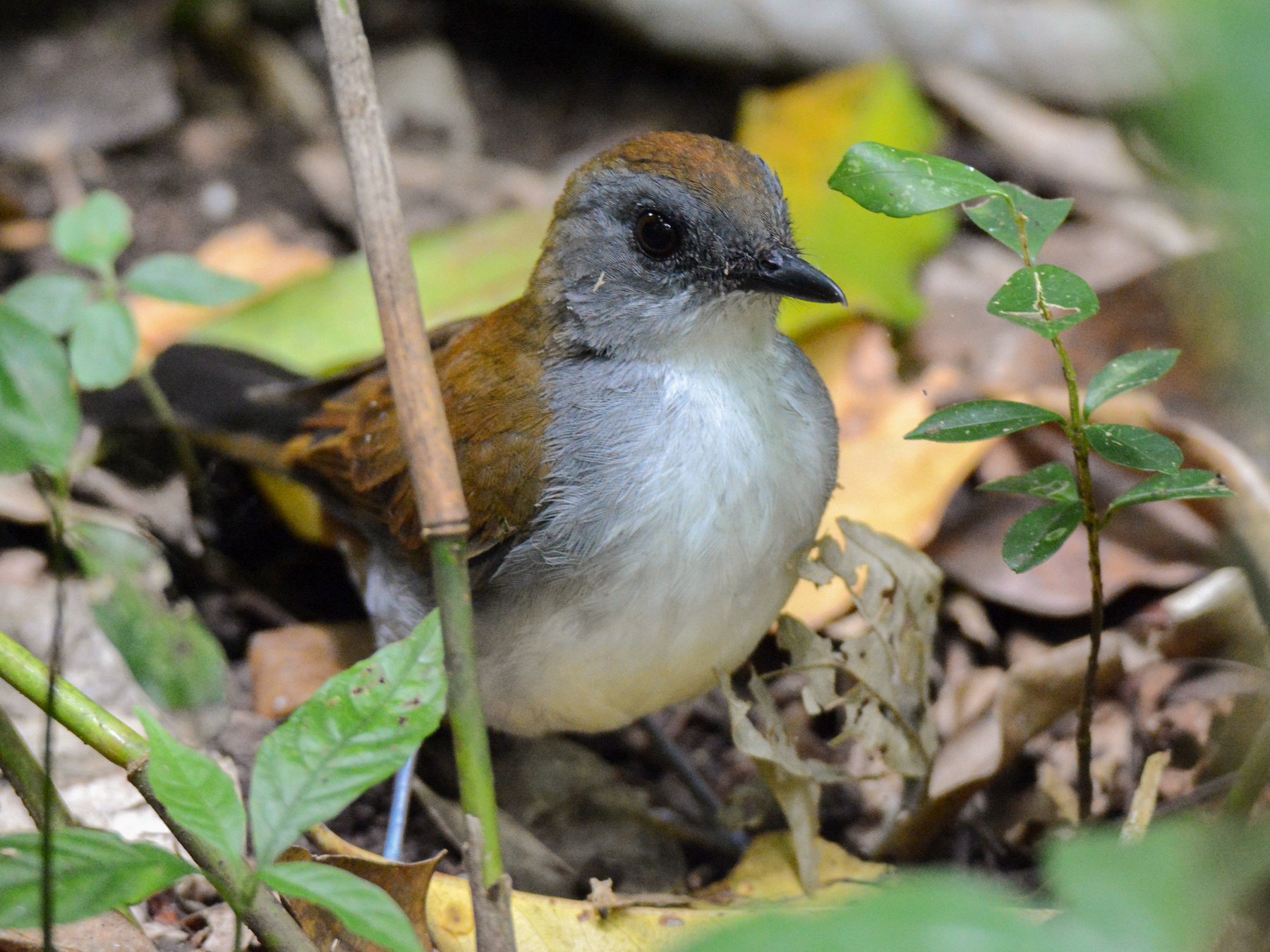 Fire-crested Alethe - eBird