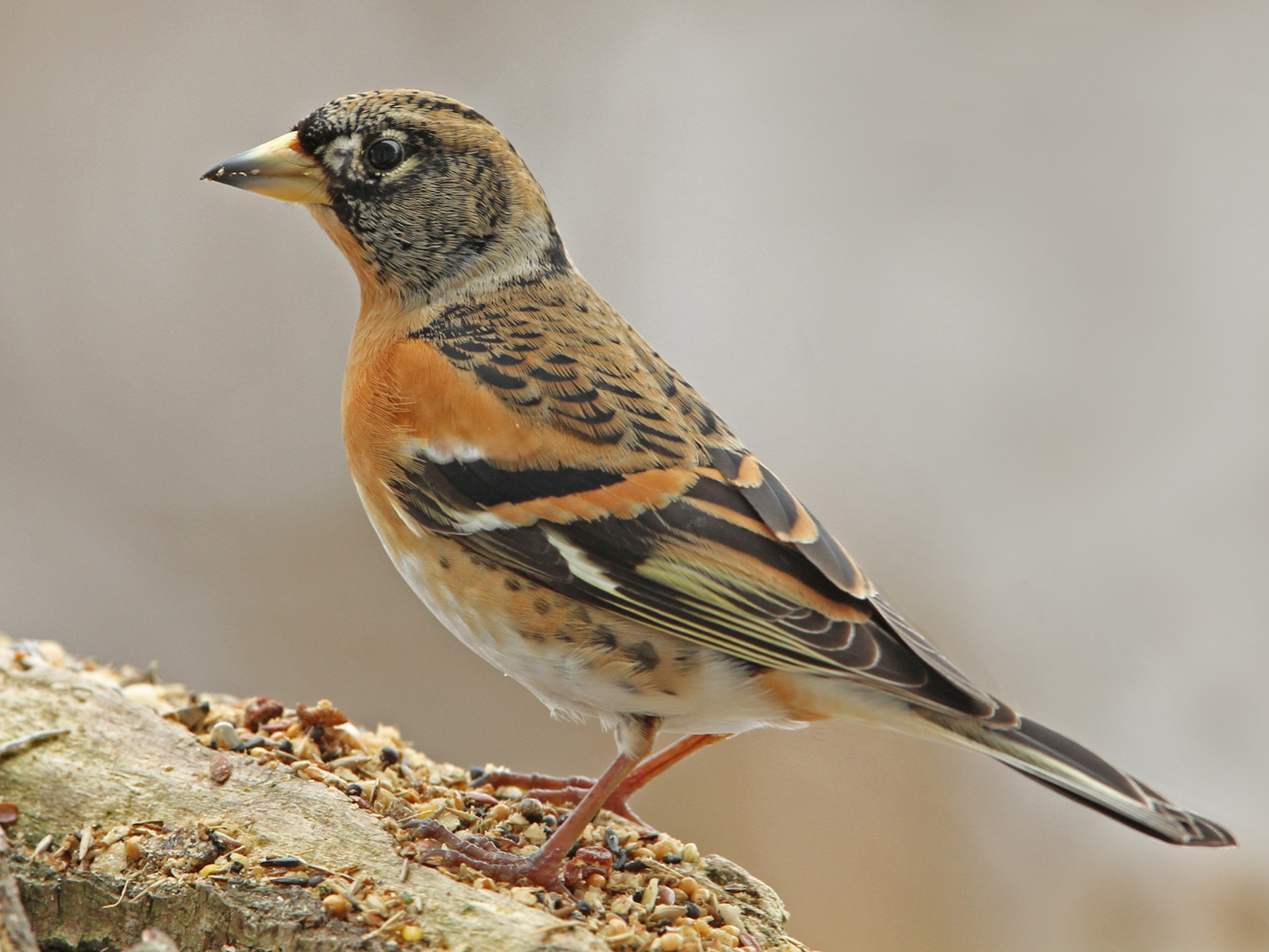 Brambling - eBird
