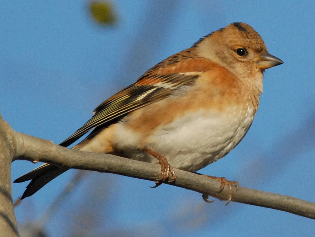 Brambling - eBird