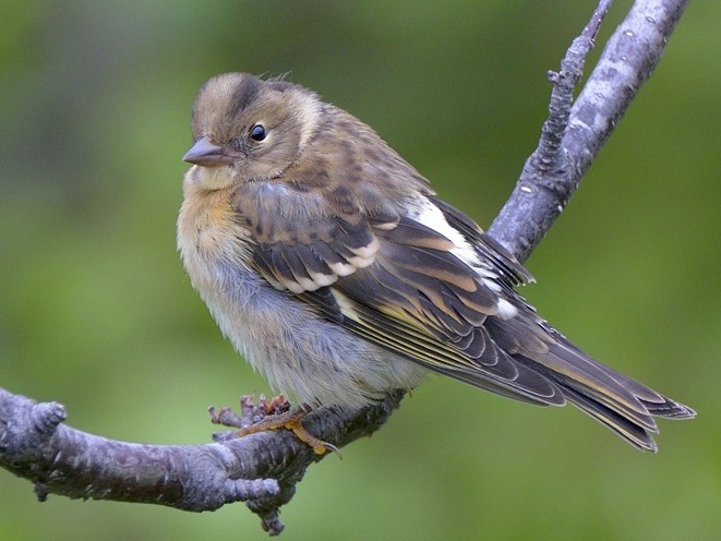 Brambling - eBird