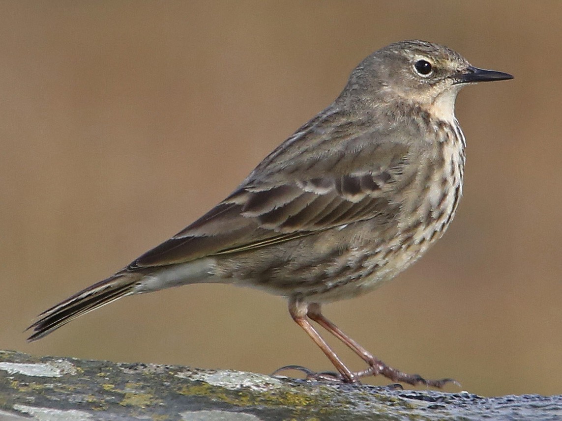 Rock Pipit - eBird