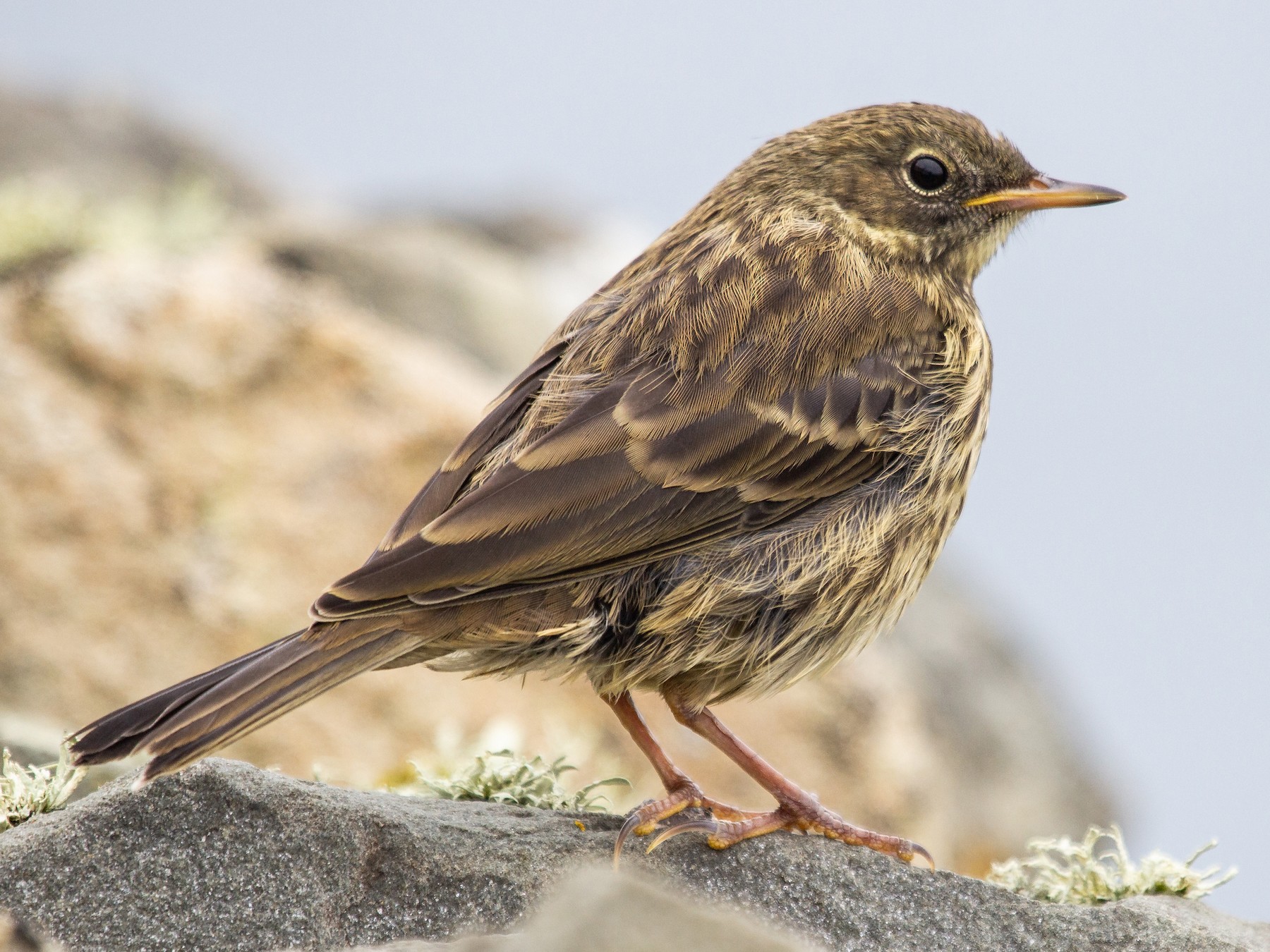 American Pipit Juvenile