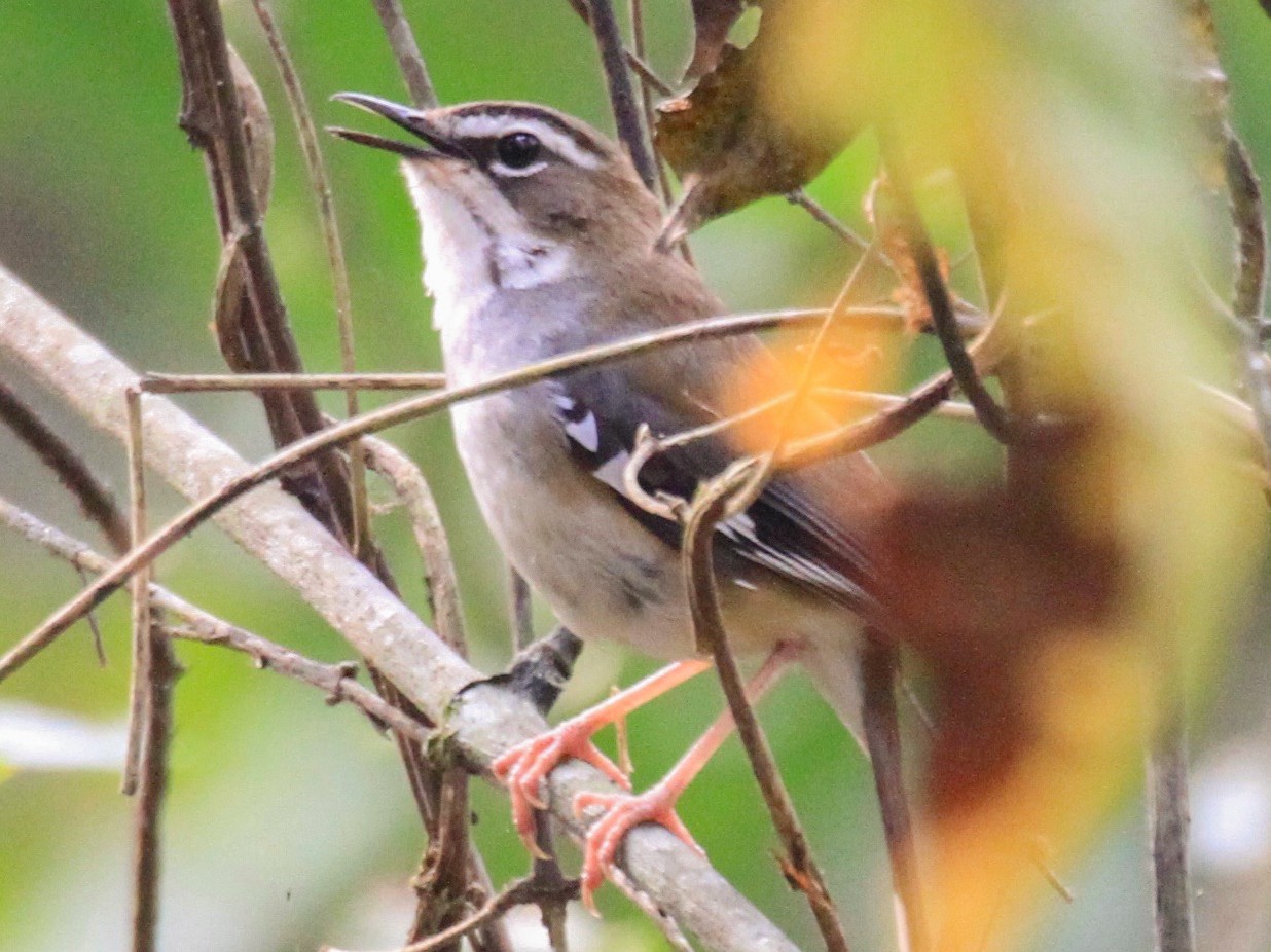 Forest Scrub-Robin - eBird
