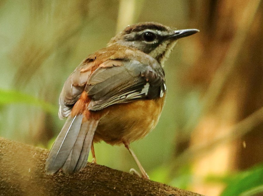 Forest Scrub-Robin - eBird