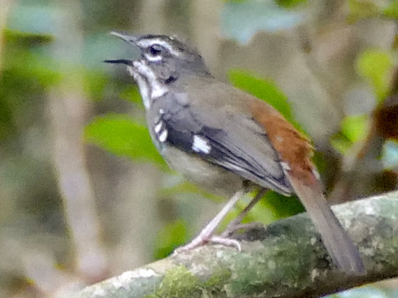 Forest Scrub-Robin - eBird