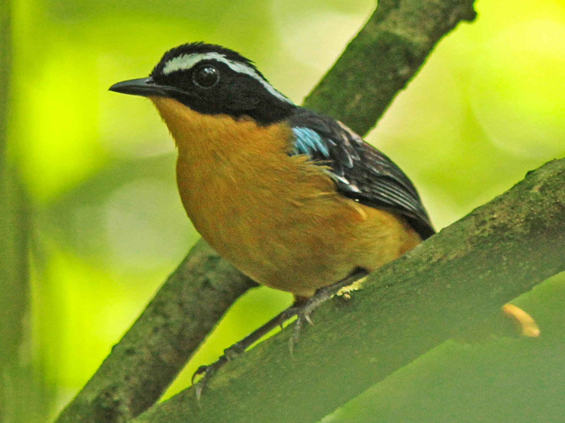 Blue-shouldered Robin-Chat - eBird