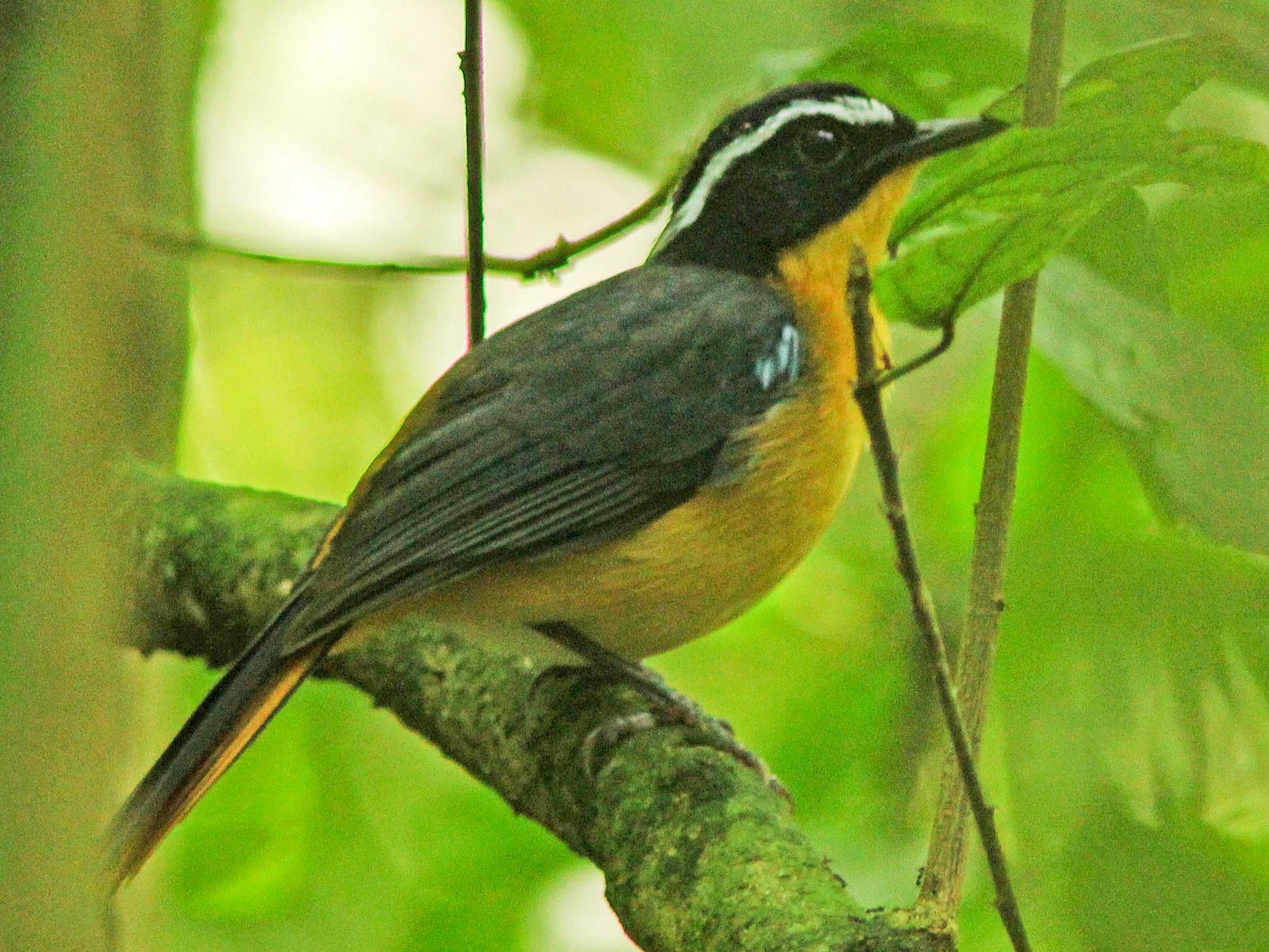 Blue-shouldered Robin-Chat - eBird