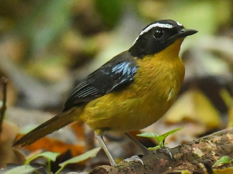 Blue-shouldered Robin-Chat - eBird
