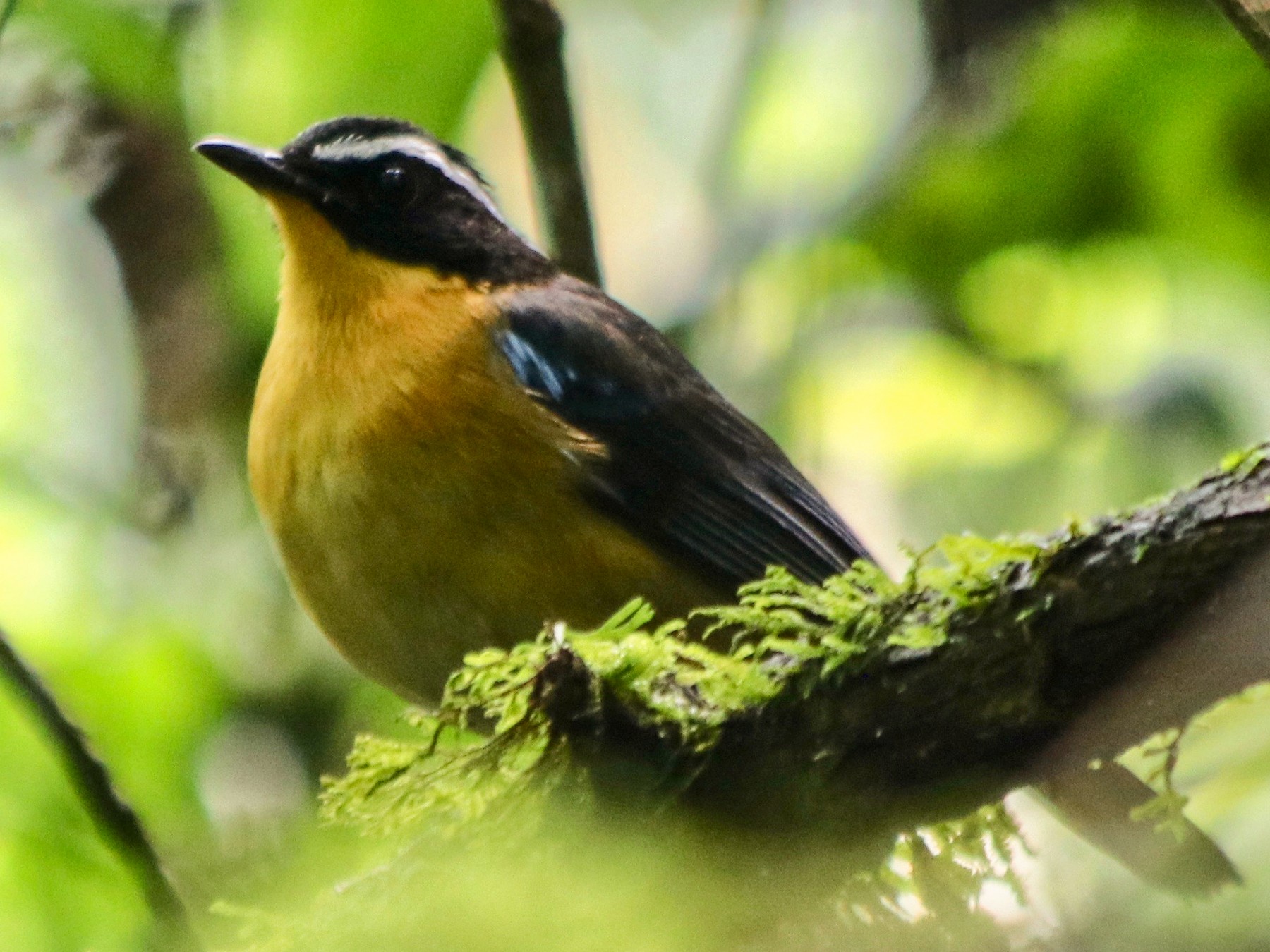 Blue-shouldered Robin-Chat - eBird