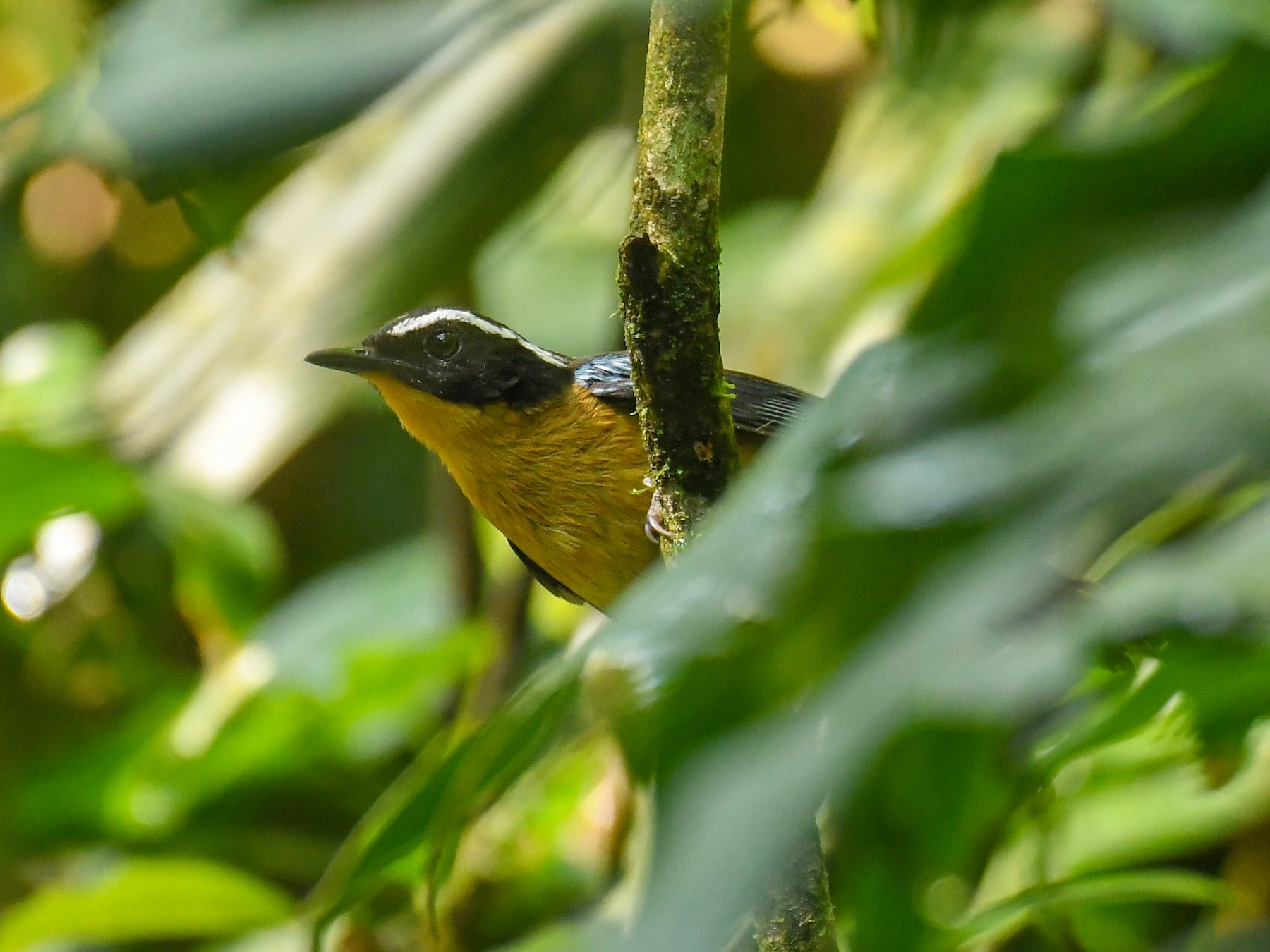 Blue-shouldered Robin-Chat - eBird