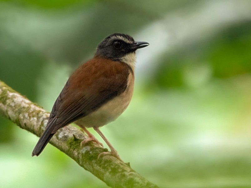 Brown-chested Alethe - eBird
