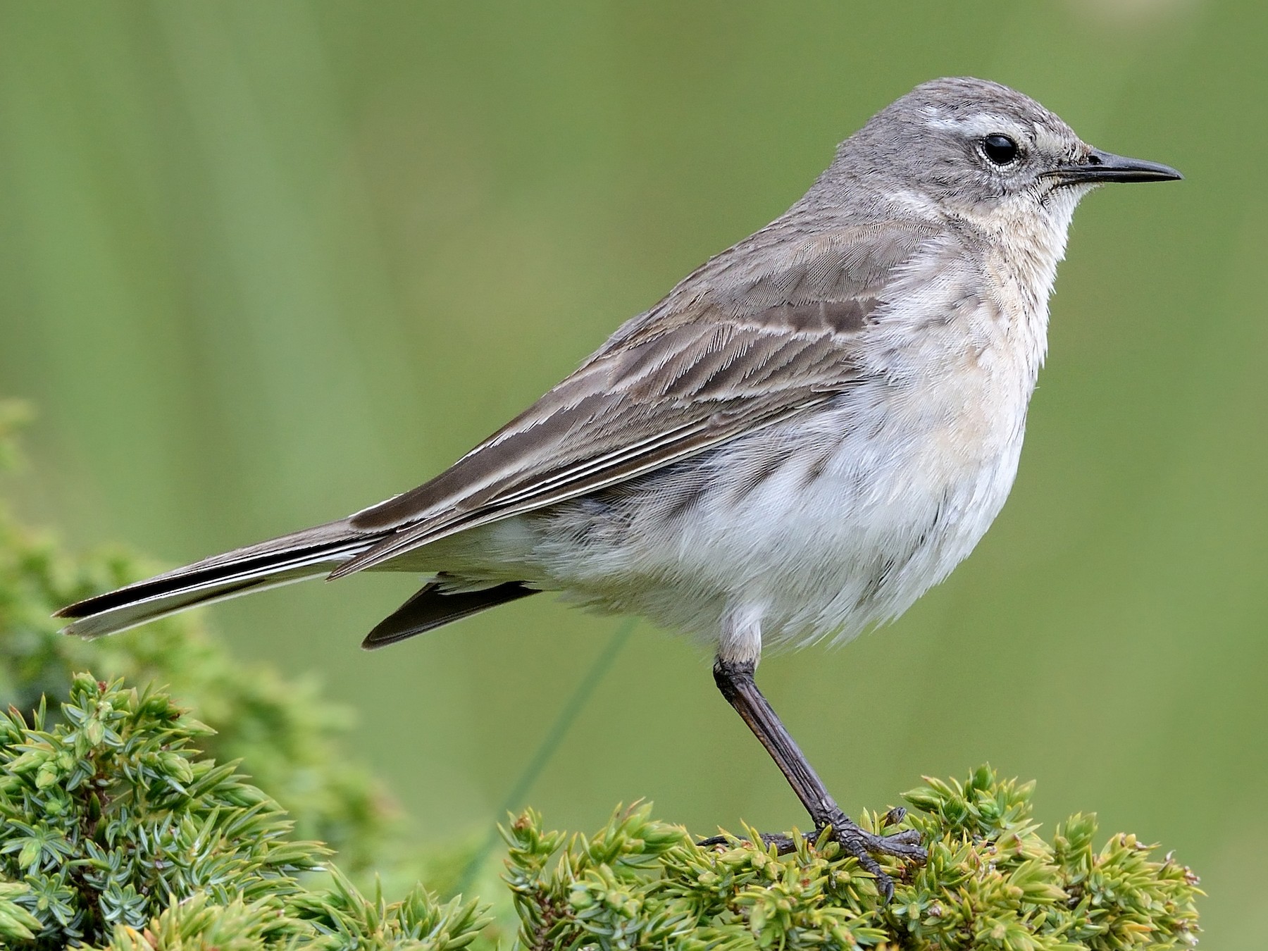 American Pipit Juvenile