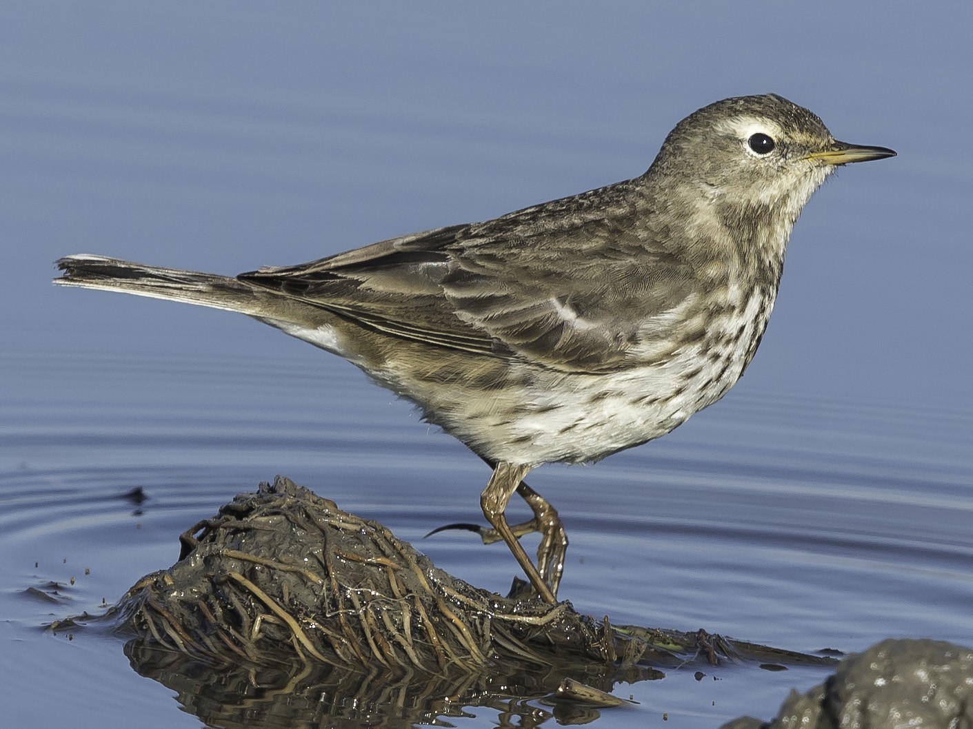 Water Pipit - eBird