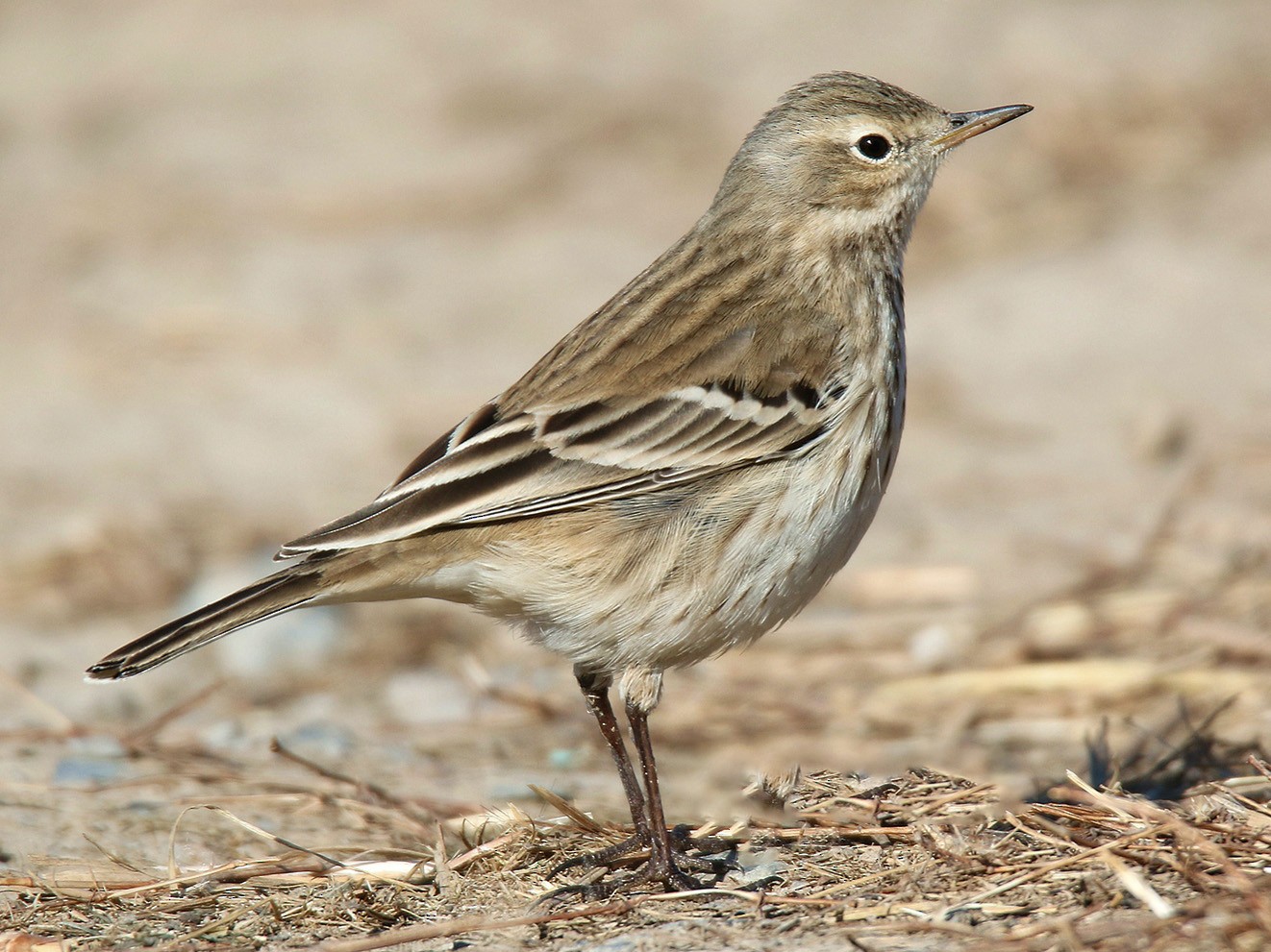 American Pipit Juvenile