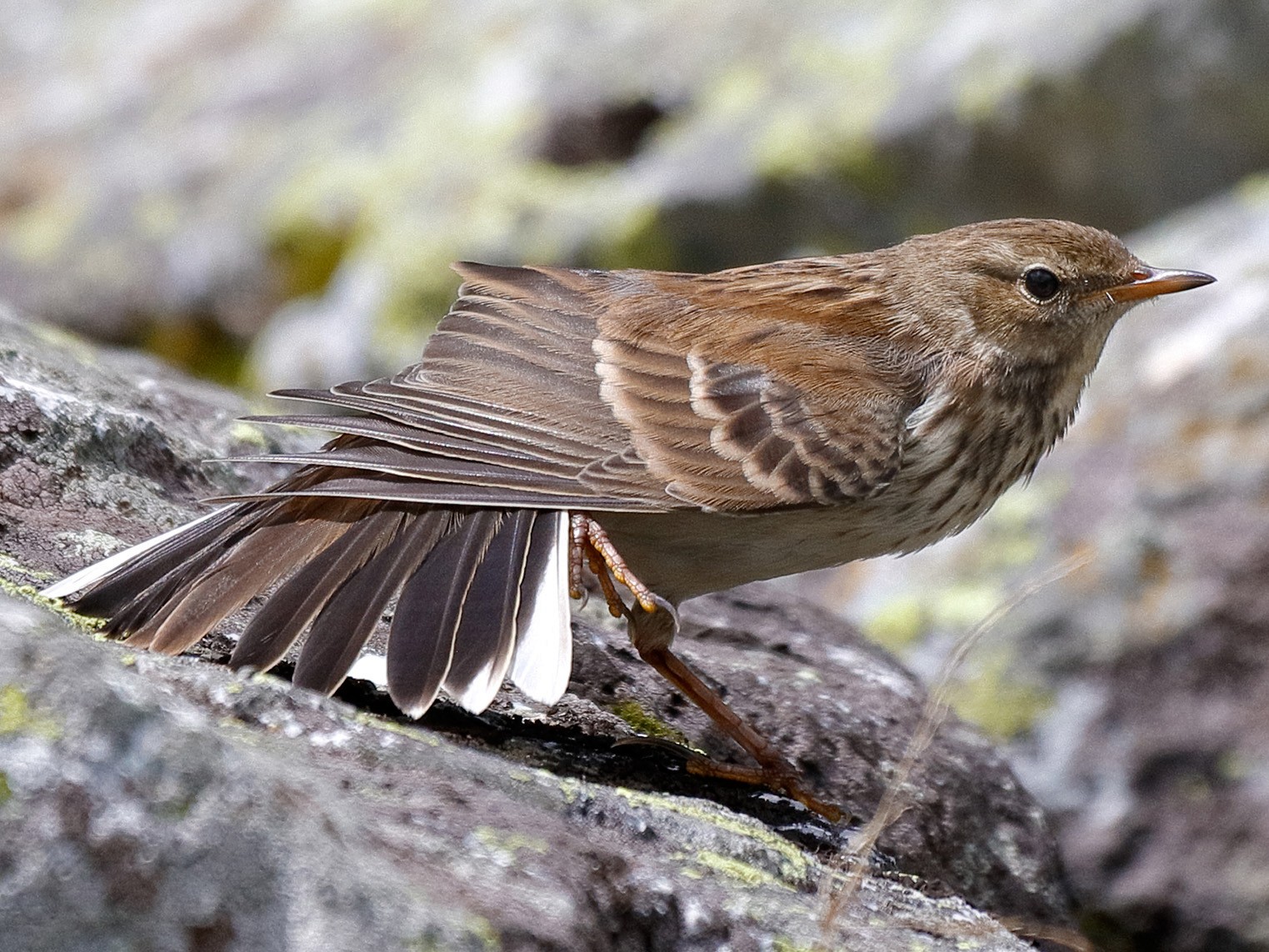 Water Pipit - eBird