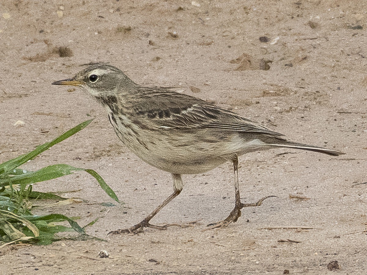 Water Pipit - eBird