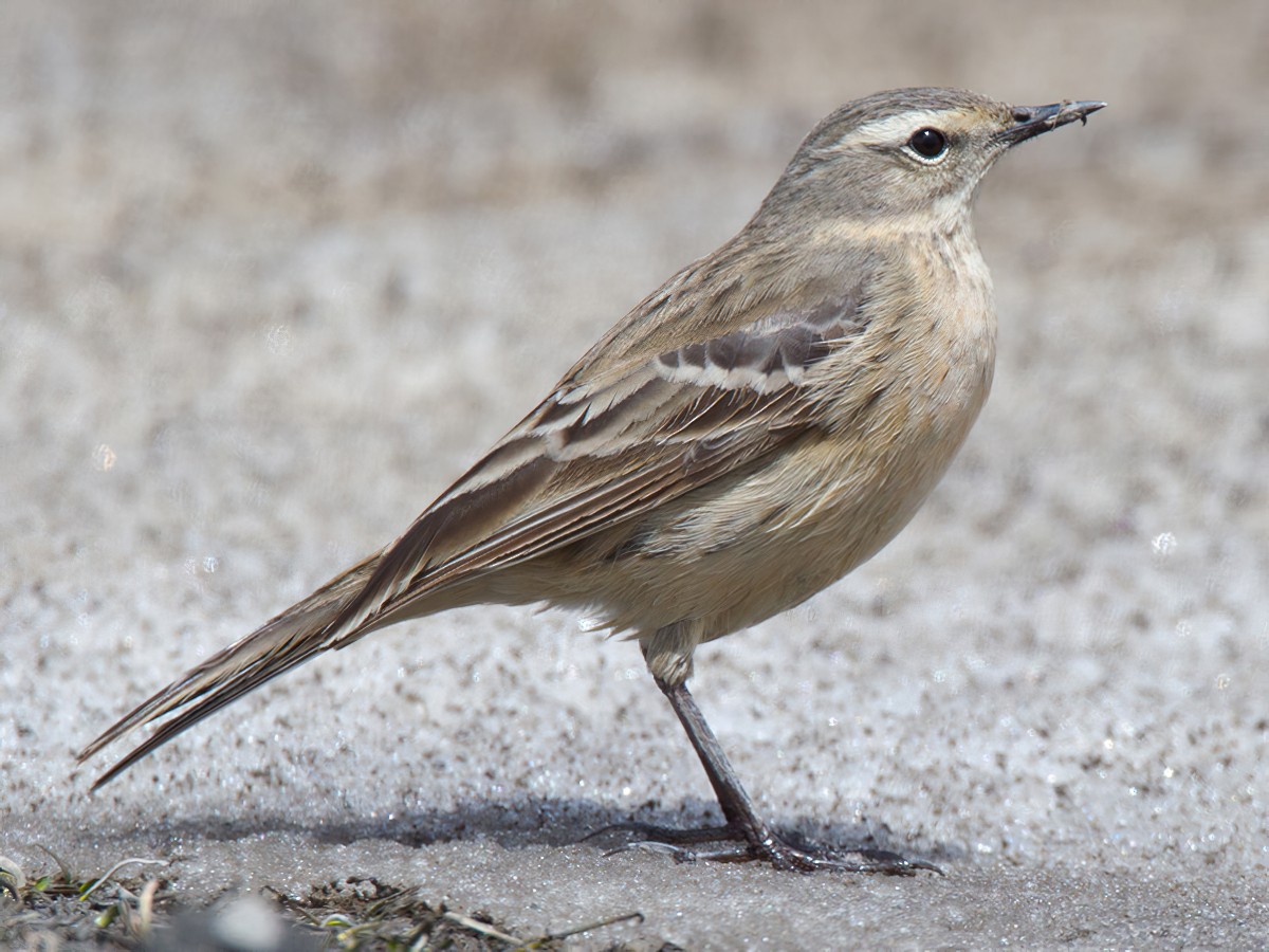 Water Pipit - eBird