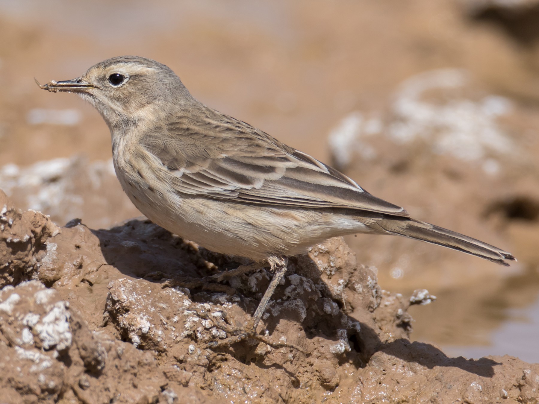 Water Pipit - eBird