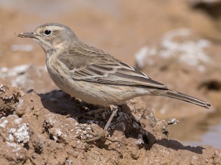Water Pipit - eBird