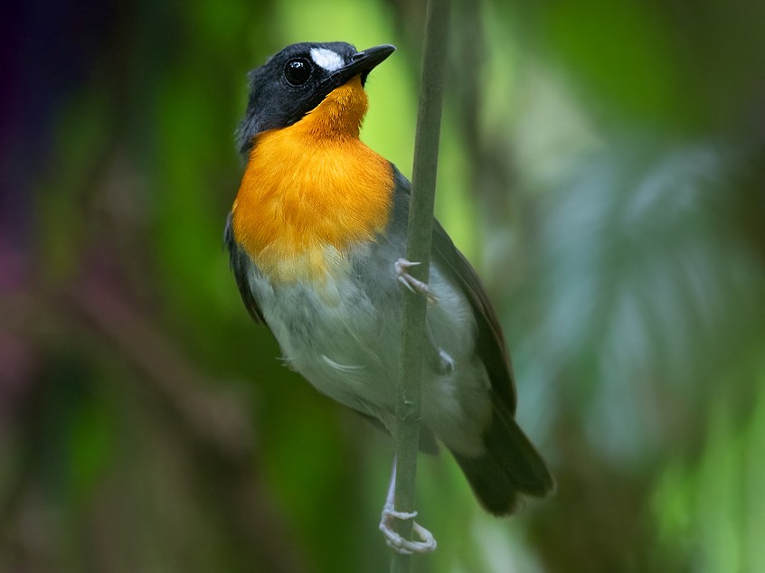 Orange-breasted Forest Robin - eBird