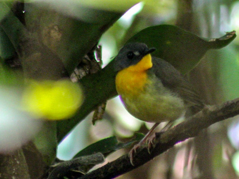 Yellow-breasted Forest Robin - eBird