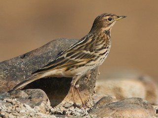 Red-throated Pipit - eBird