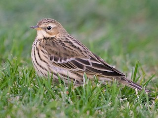 Red-throated Pipit - eBird