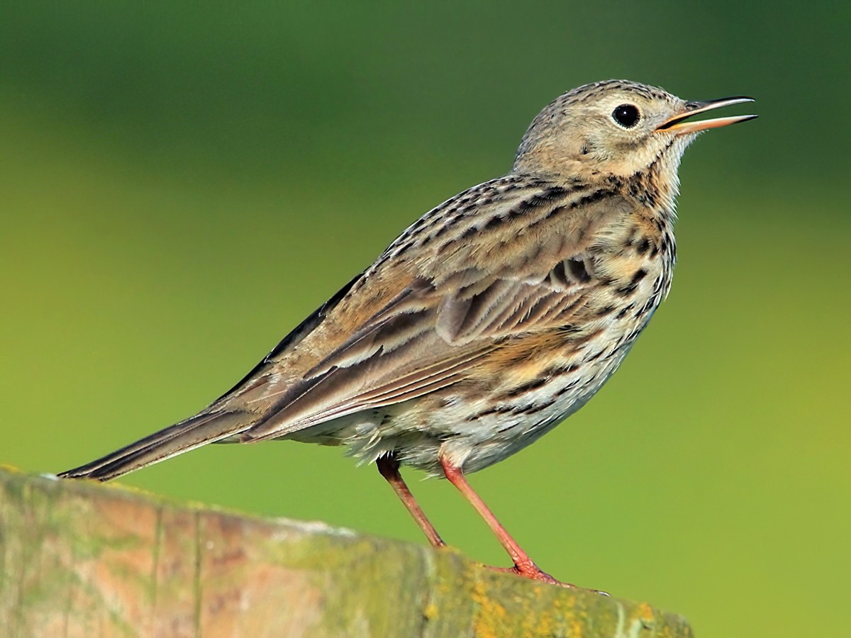 Meadow Pipit - eBird