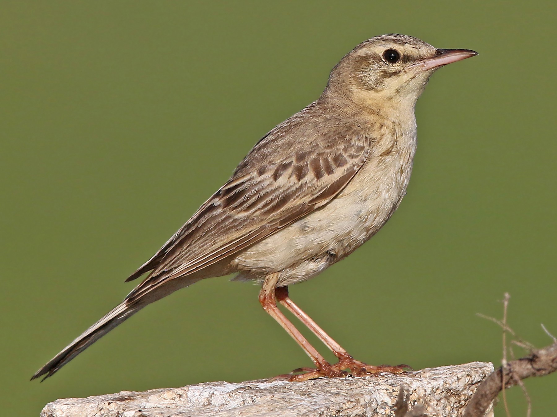 American Pipit Juvenile