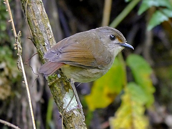 Usambara Akalat - eBird