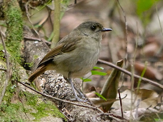 Usambara Akalat - eBird