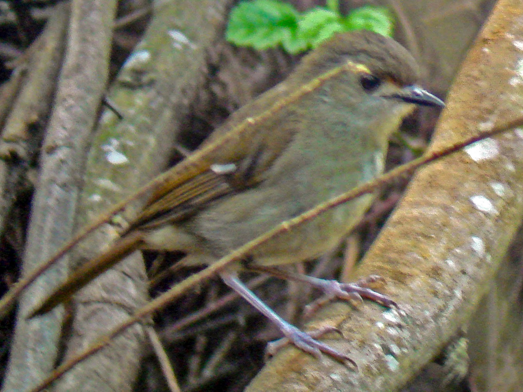 Usambara Akalat - eBird