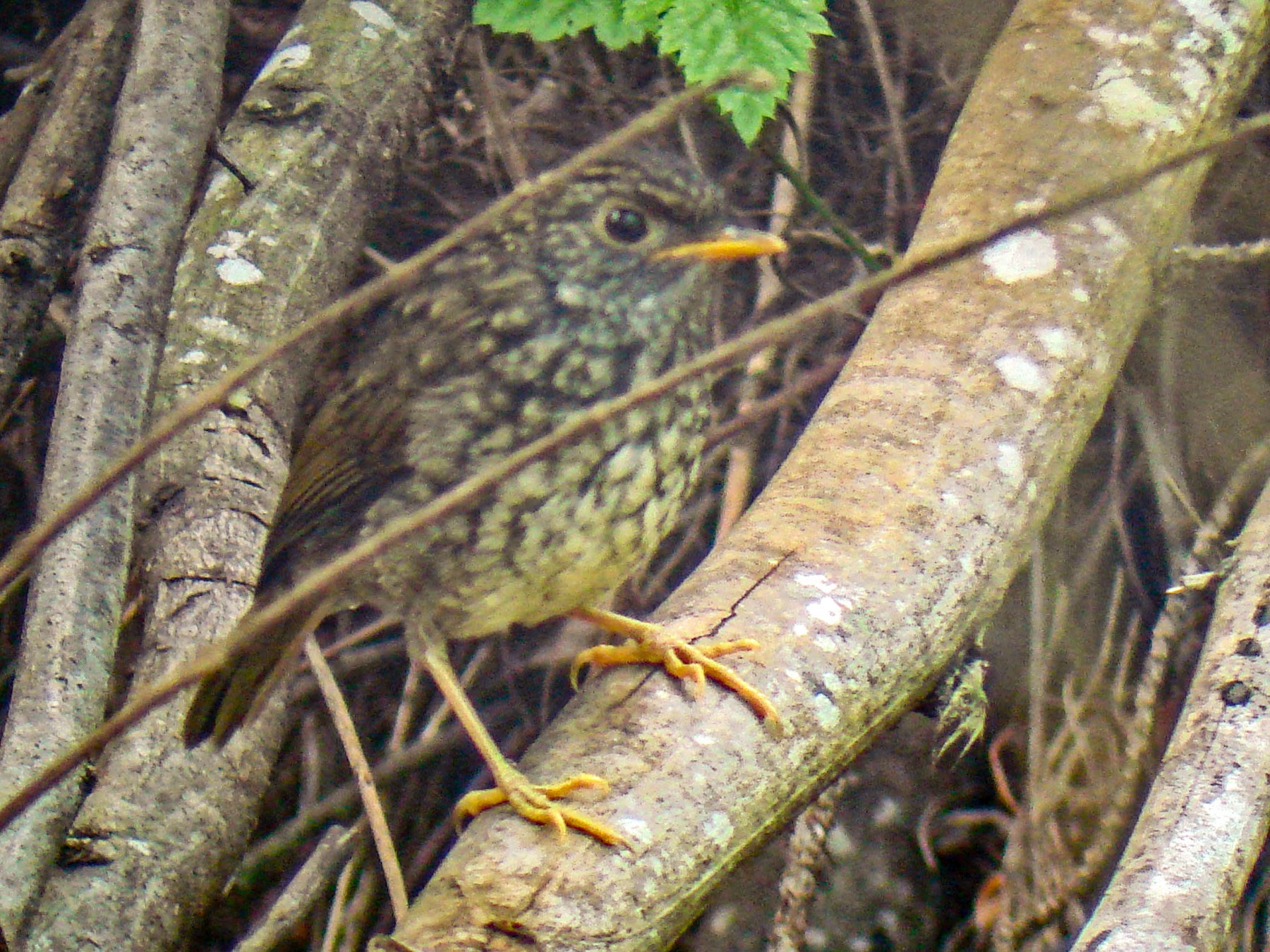 Usambara Akalat - eBird