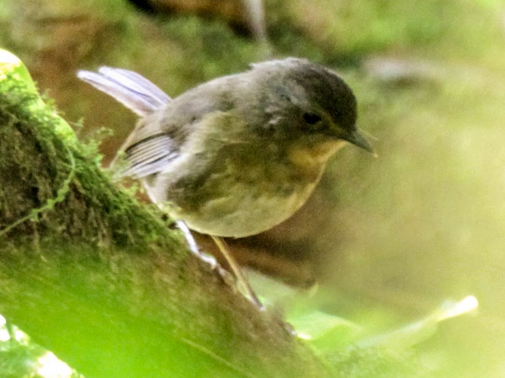 Iringa Akalat - eBird