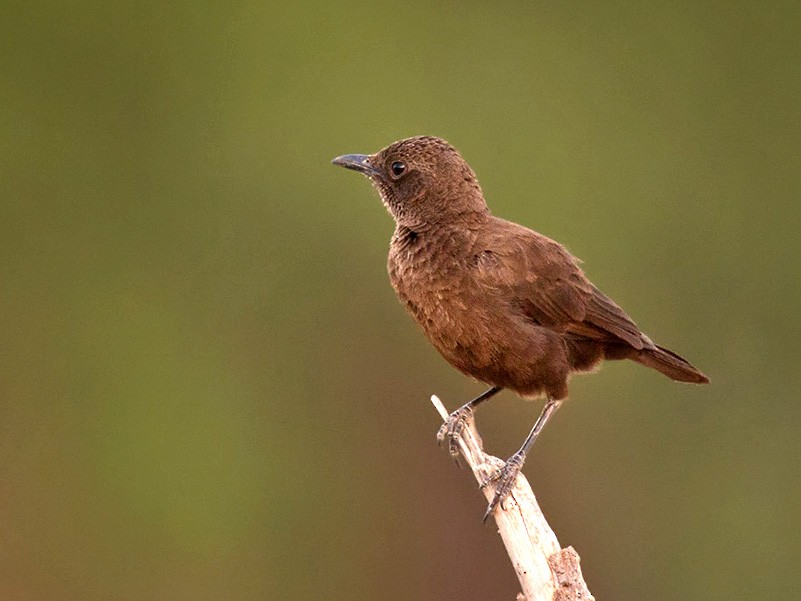 Northern Anteater-Chat - eBird