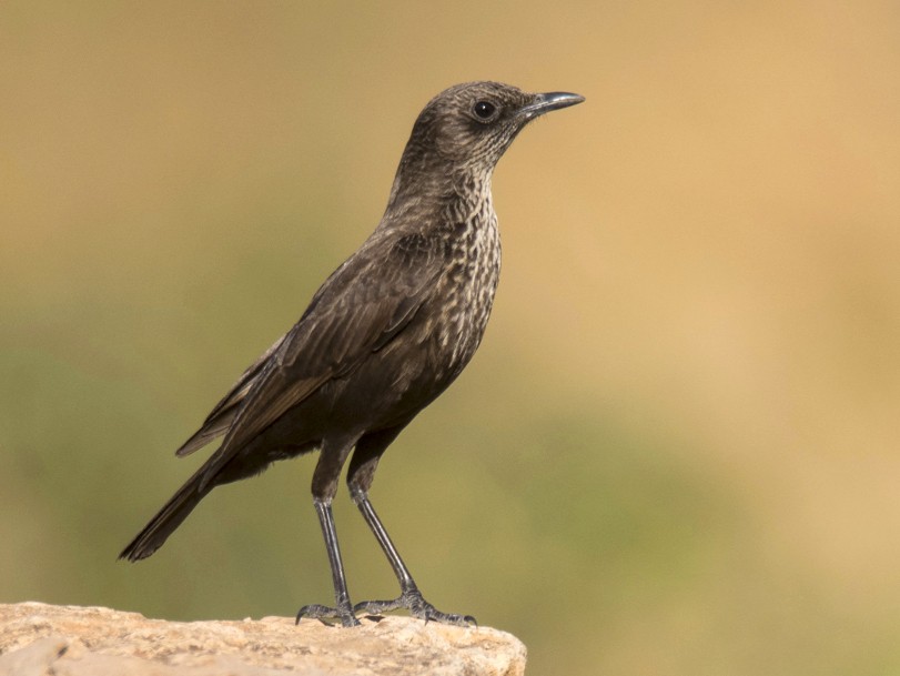 Northern Anteater-Chat - eBird