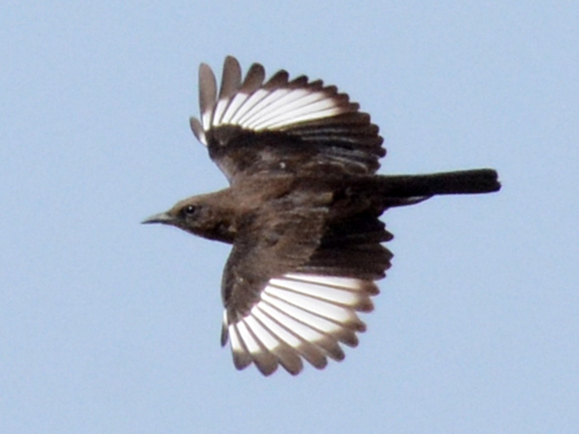 Northern Anteater-Chat - eBird