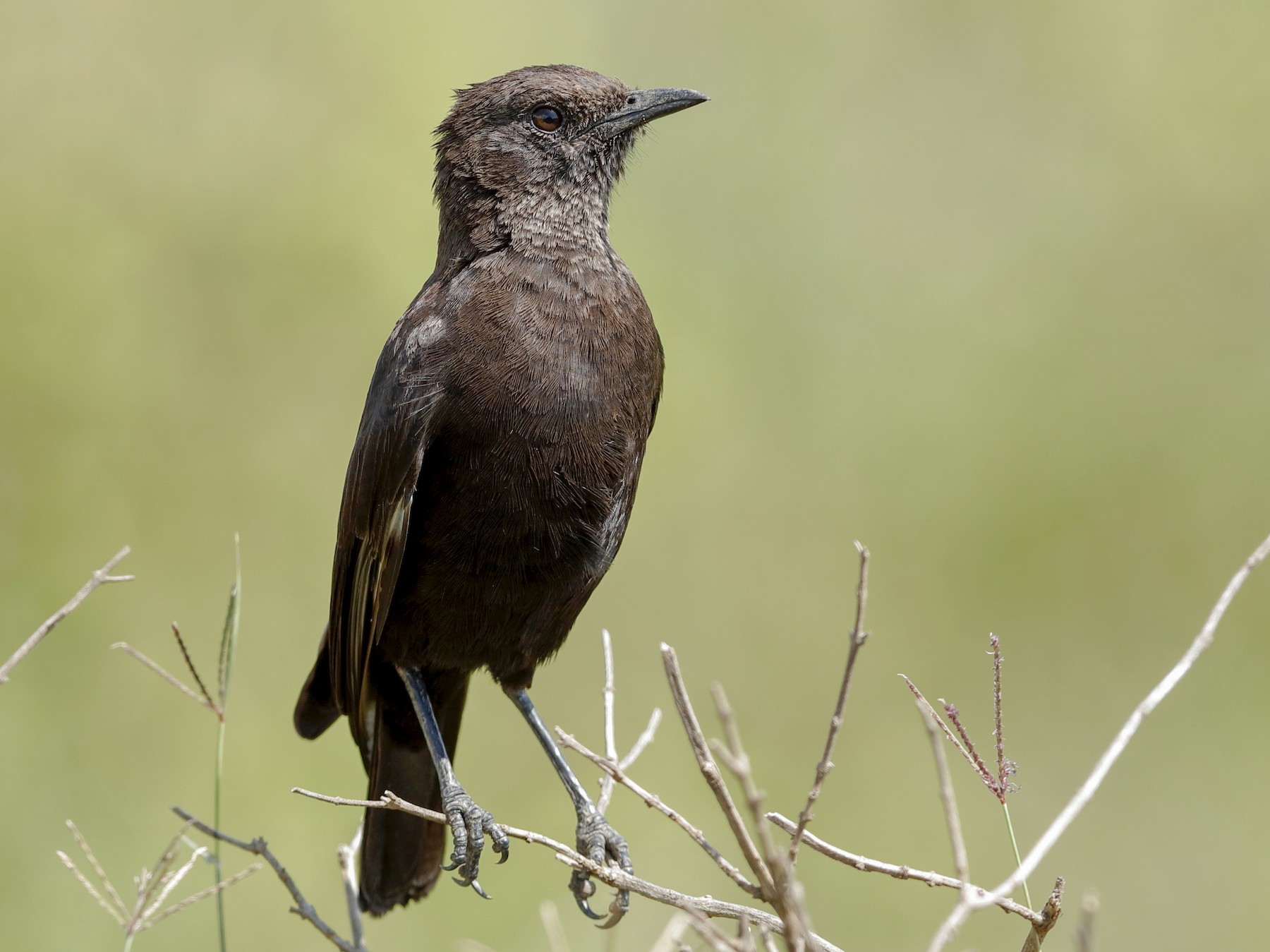 Northern Anteater-Chat - eBird