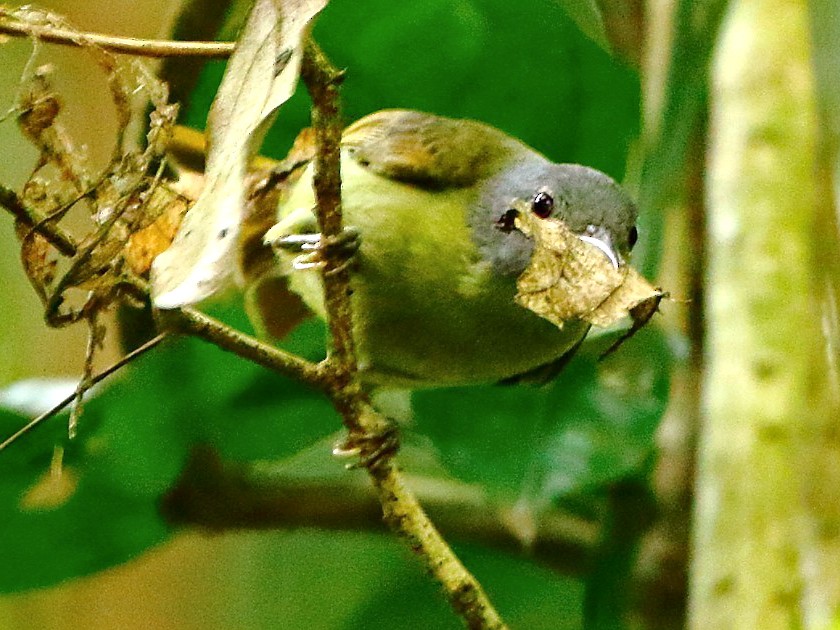 Grey-headed Sunbird - eBird