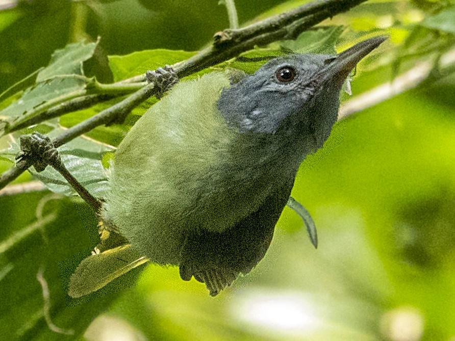 Souimanga à tête grise - eBird
