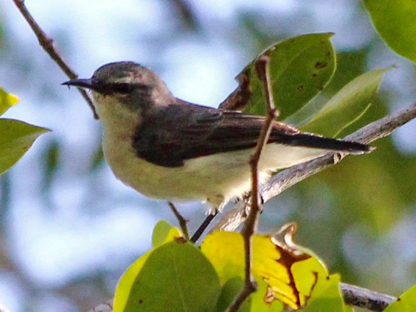 Amani Sunbird - eBird
