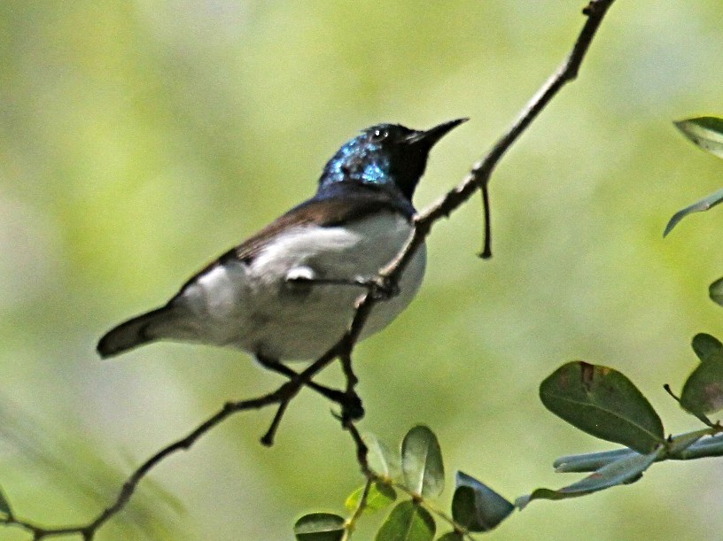 Amani Sunbird - eBird