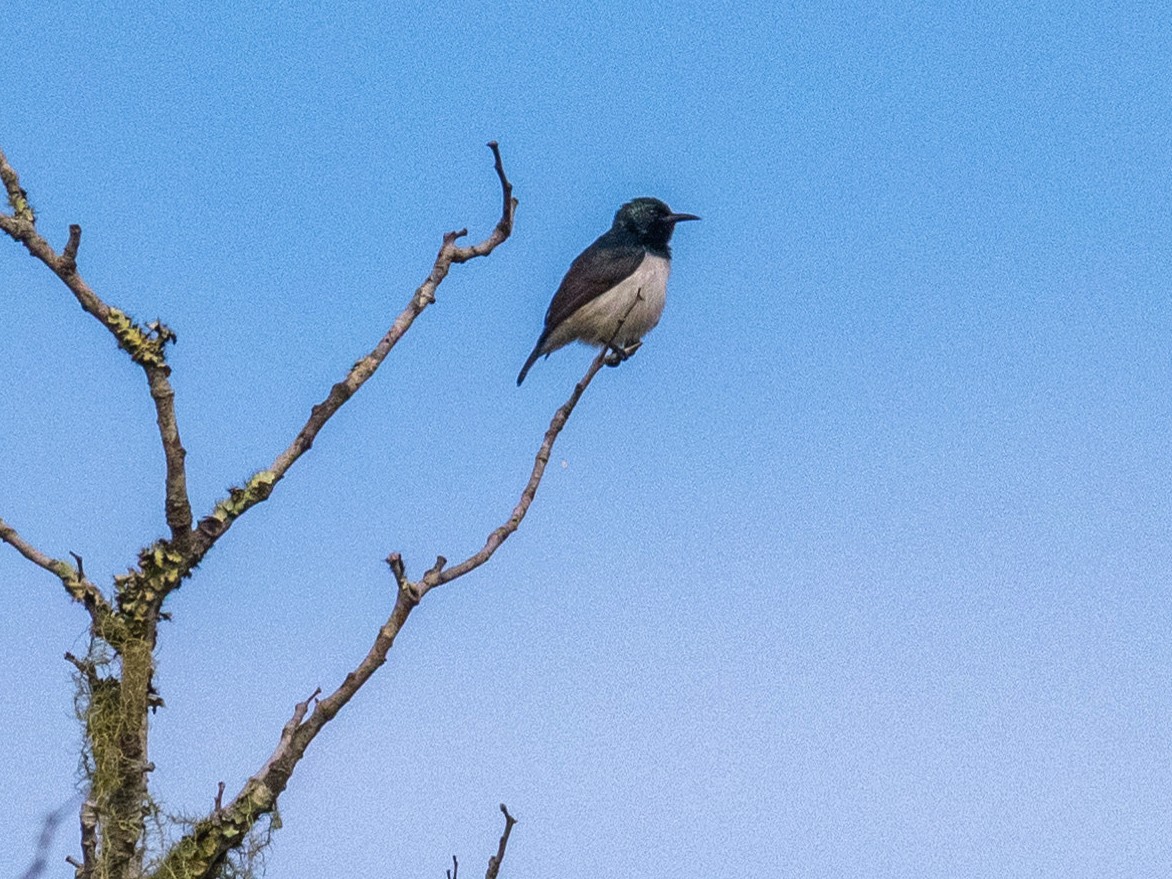 Amani Sunbird - eBird
