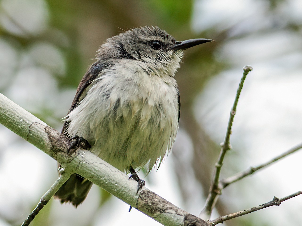 Amani Sunbird - eBird
