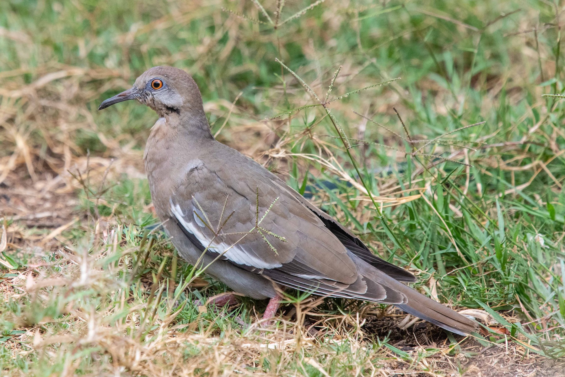 Columbidae sp. - eBird