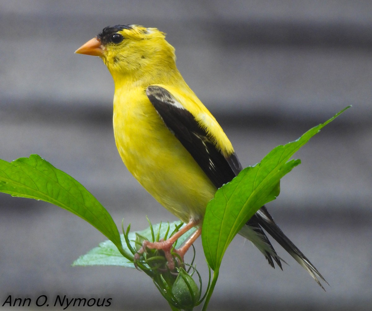 Maryland-DC Breeding Bird Atlas Checklist - 24 Aug 2020 - Fort ...