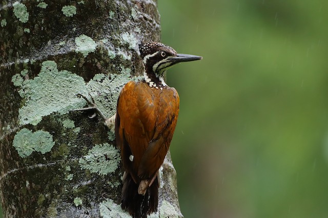 Photos - Malabar Flameback - Chrysocolaptes socialis - Birds of the World