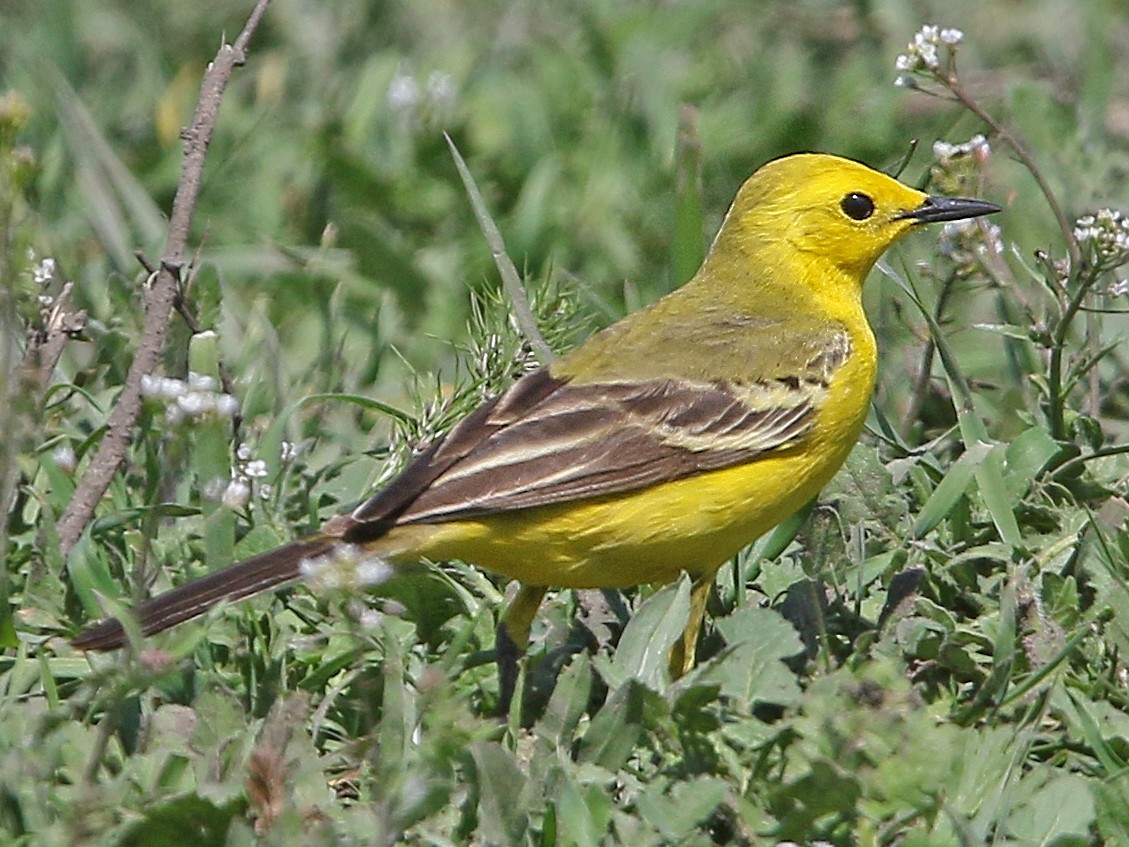Western Yellow Wagtail - eBird